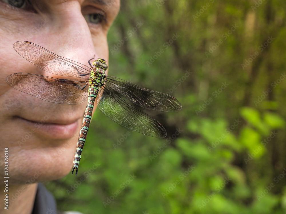 Dragonfly sits on the nose. A man with a dragonfly on his nose.The man ...