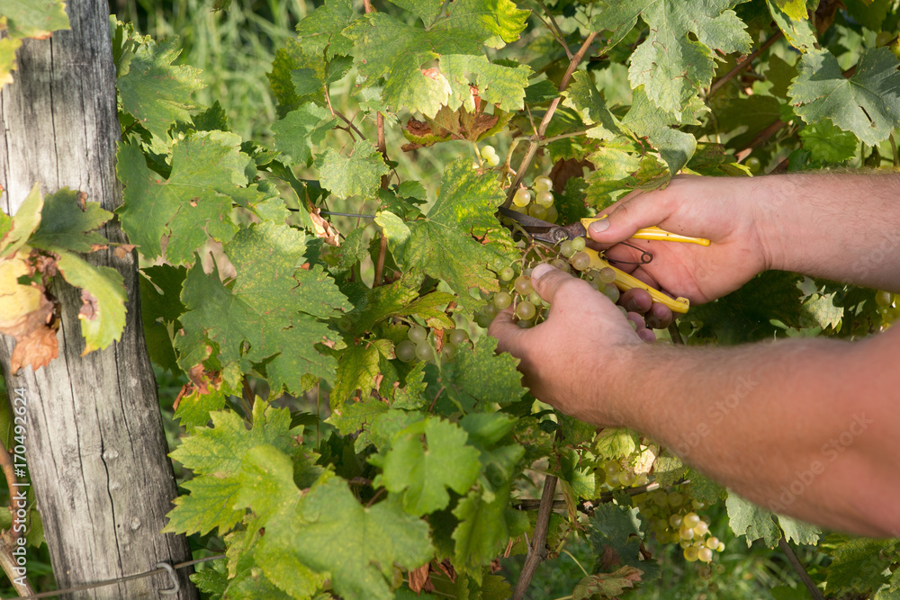 Cutting grapes Stock Photo | Adobe Stock
