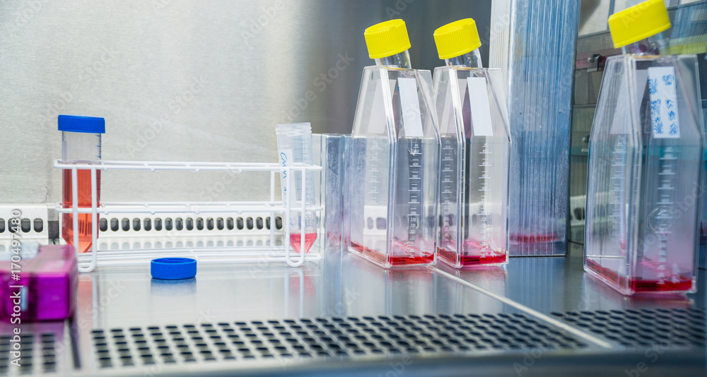 Laboratory work at the steril bank with cell culture flasks and tubes ...