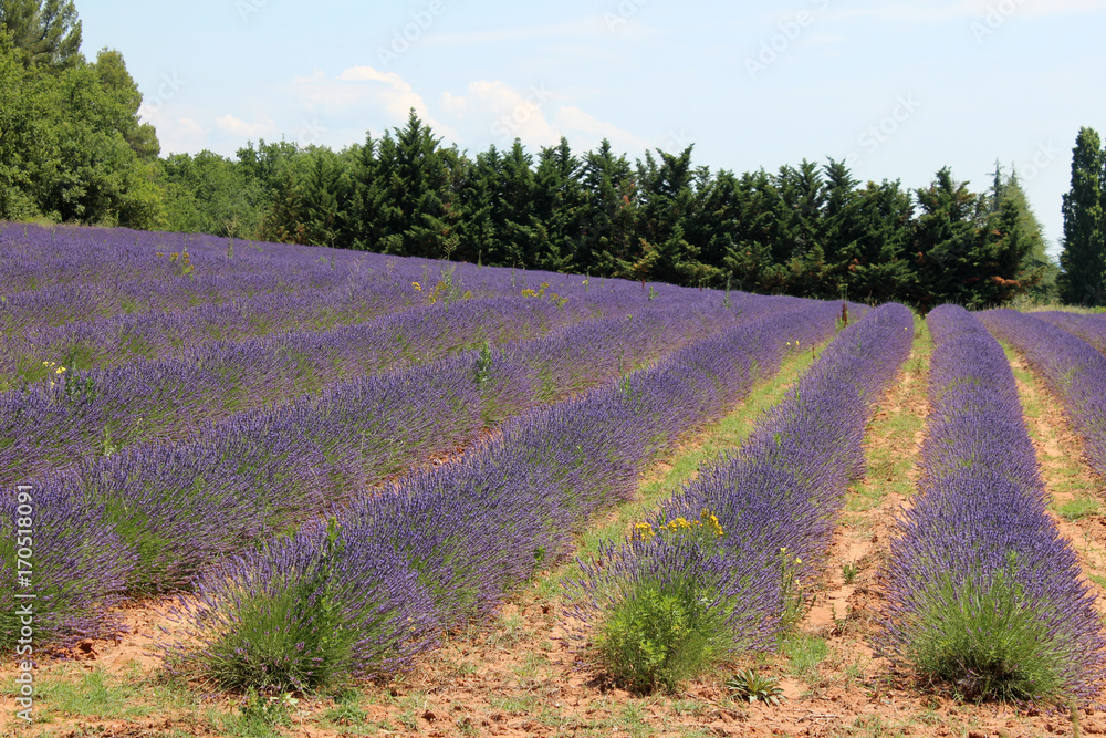Fiori lavanda in Provenza nei campi di Valensole Stock Photo | Adobe Stock