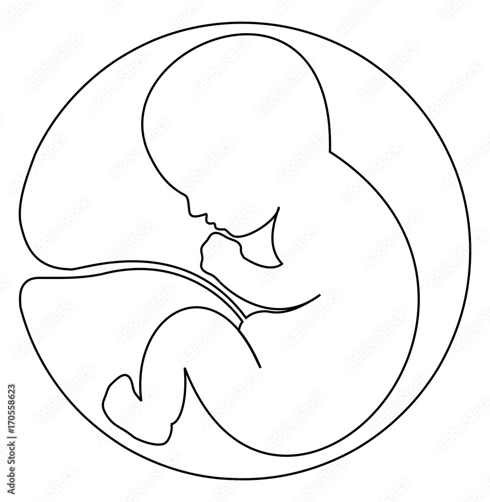 Baby in womb - one line drawing Stock Vector | Adobe Stock