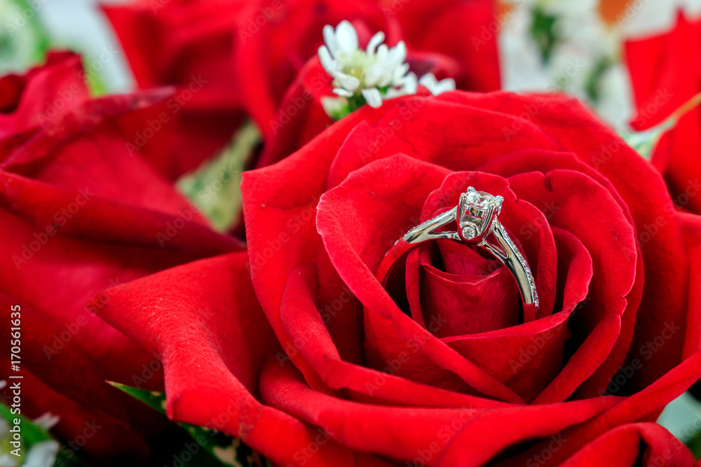 wedding rings on the red rose flower with over light and soft-focus in ...