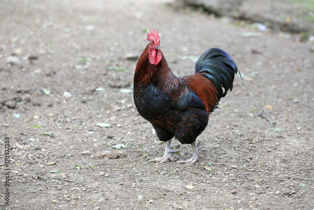 Haushahn, Gockel, Haushuhn, Rasse Gauloise Dorée Stock Photo | Adobe Stock