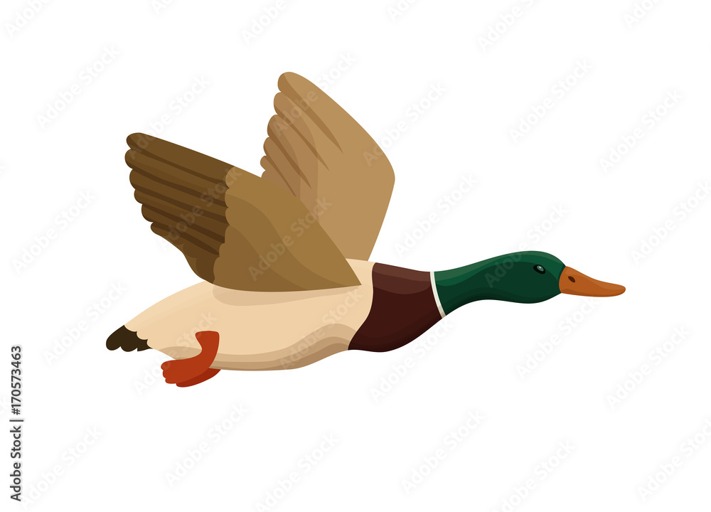 Duck Flying Clipart
