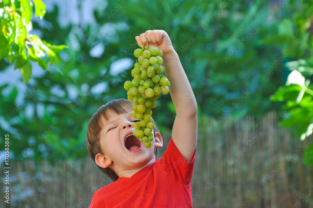 Boy eating grapes. Child eats a large cluster of grapes in the yard ...