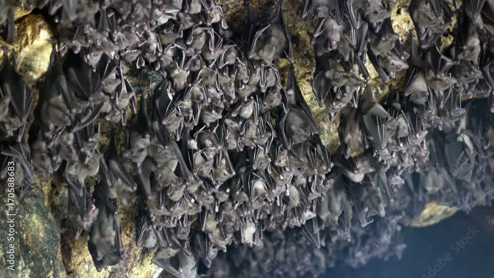 Mouse Bats on the cave arch in Pura Goa Lawah (bat cave temple). The ...