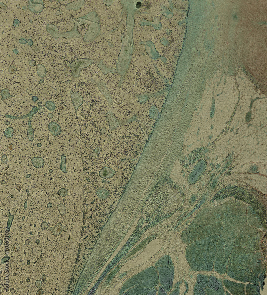 human body cells under a scientific microscope Stock Photo | Adobe Stock