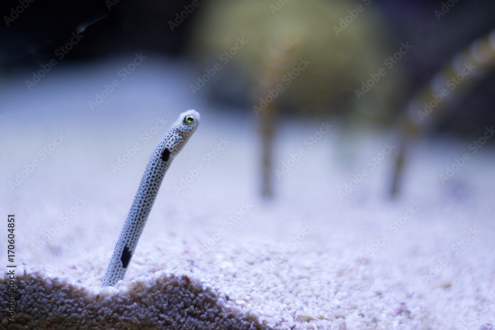 Cobra do mar a furar a areia do fundo do oceano Photos | Adobe Stock