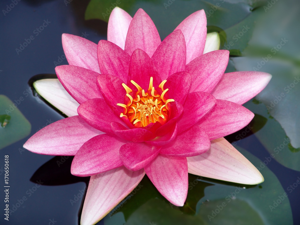 Pink Water Lily Flowers