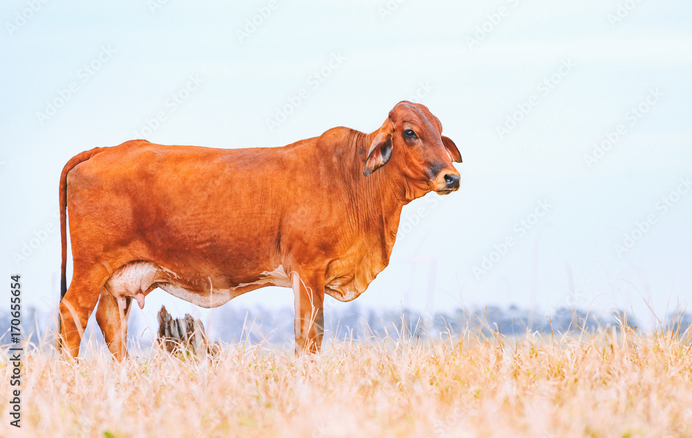Brown cow on the pasture of a farm aligned to the left. Side view of ...
