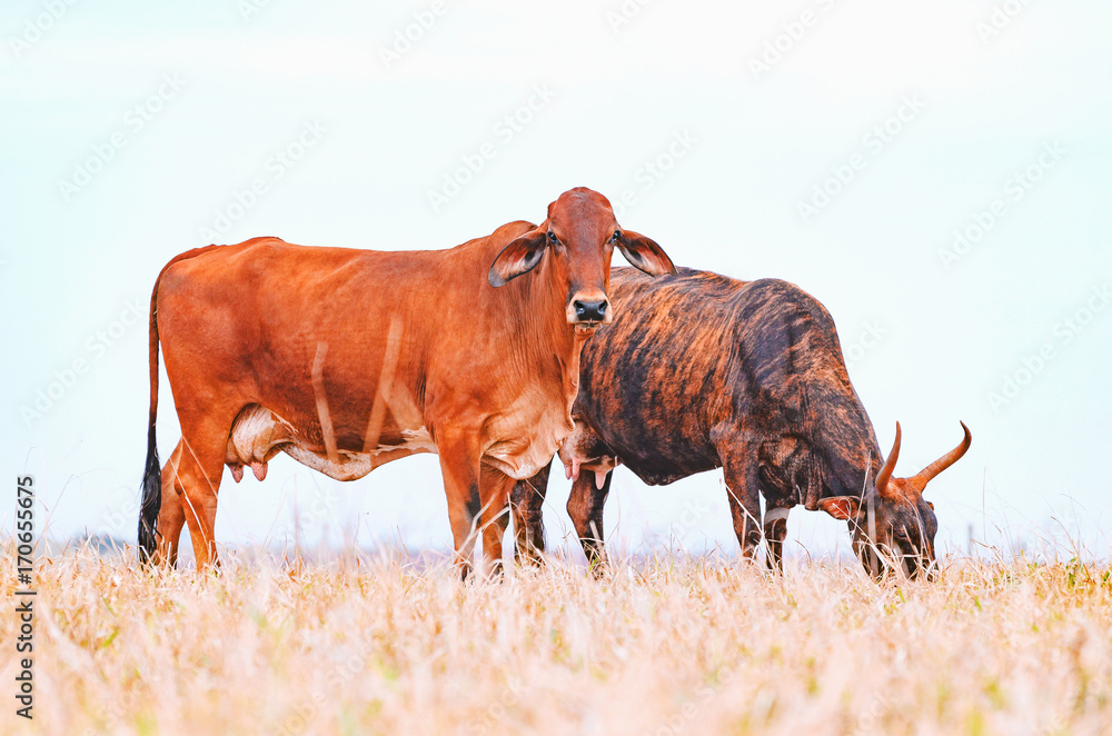Two brown cows on the pasture of a farm. Side view of the cows, one ...