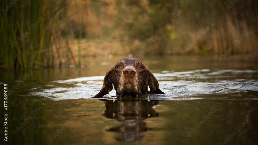 Does The Pointer Like To Swim