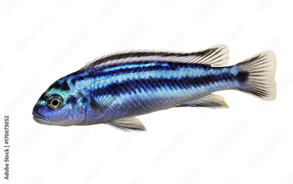 Johanni Cichlid