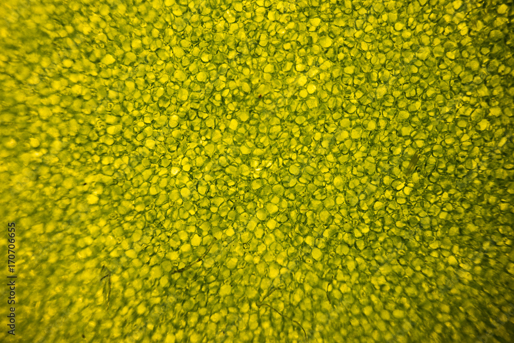 Leaf cells under microscope. micrograph, leaf under a microscope, organ ...