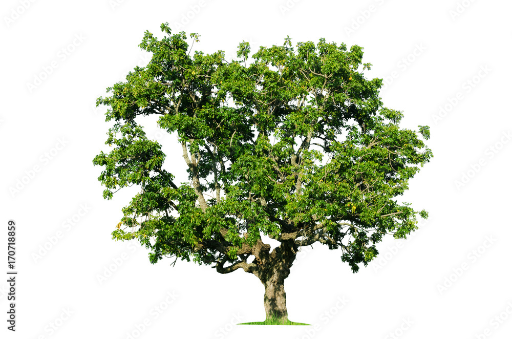 Collection of isolated tree on white background. tree white background ...