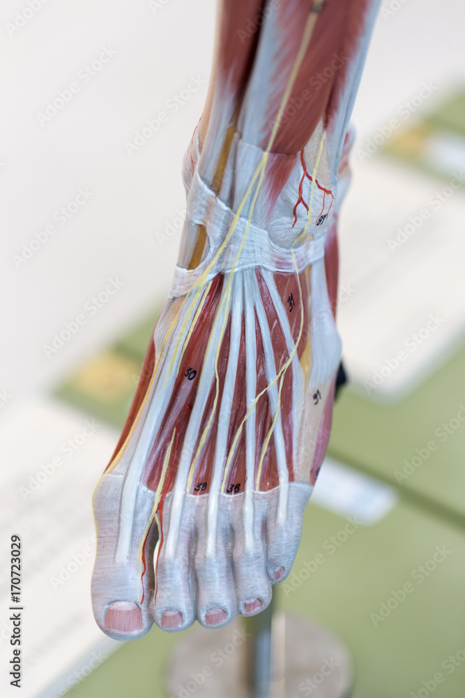 Anatomy muscle Legs model of muscle for classroom education. Stock ...