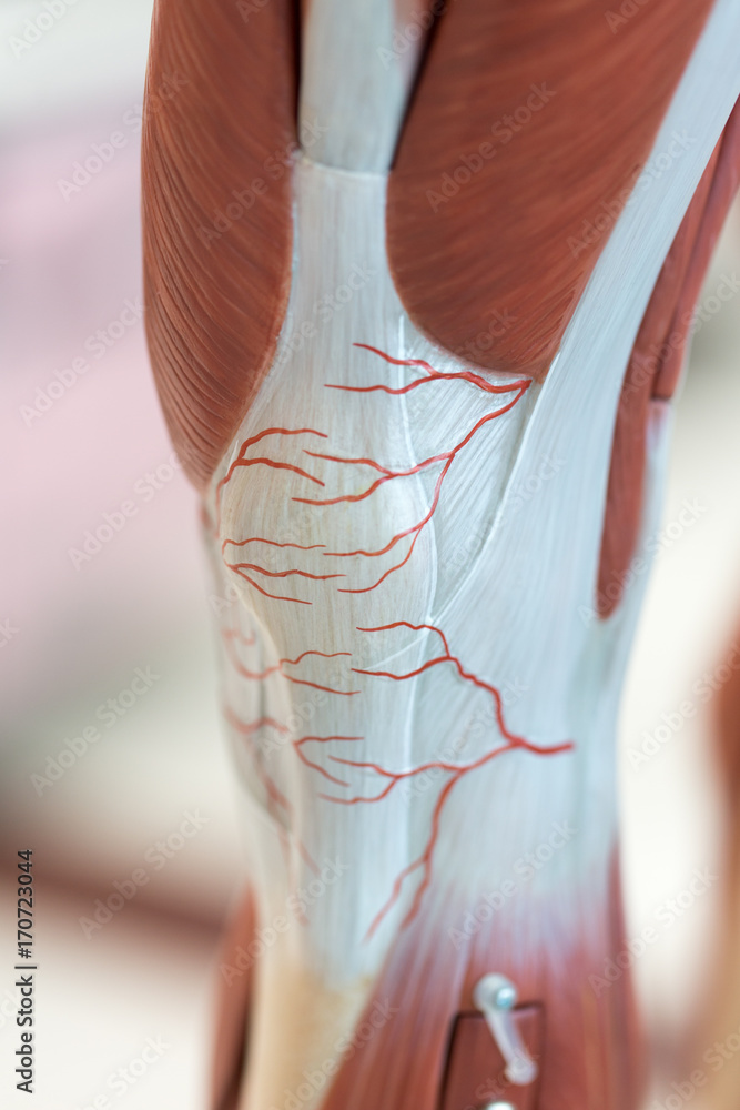 Anatomy muscle Legs model of muscle for classroom education. Stock ...