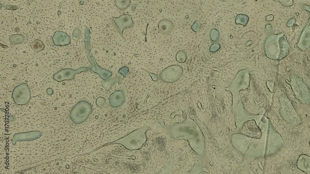 human body cells under a scientific microscope Stock Video | Adobe Stock