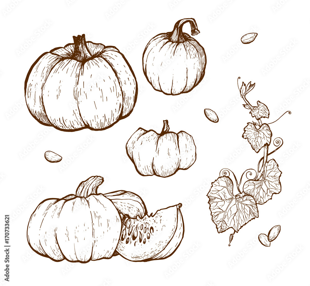 Pumpkin vector drawing set. Stock Vector | Adobe Stock