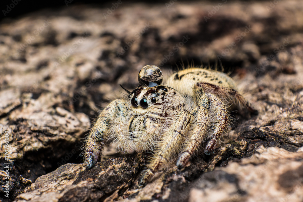 water drop on head jumping spider Hyllus on a dry bark,extreme close up ...