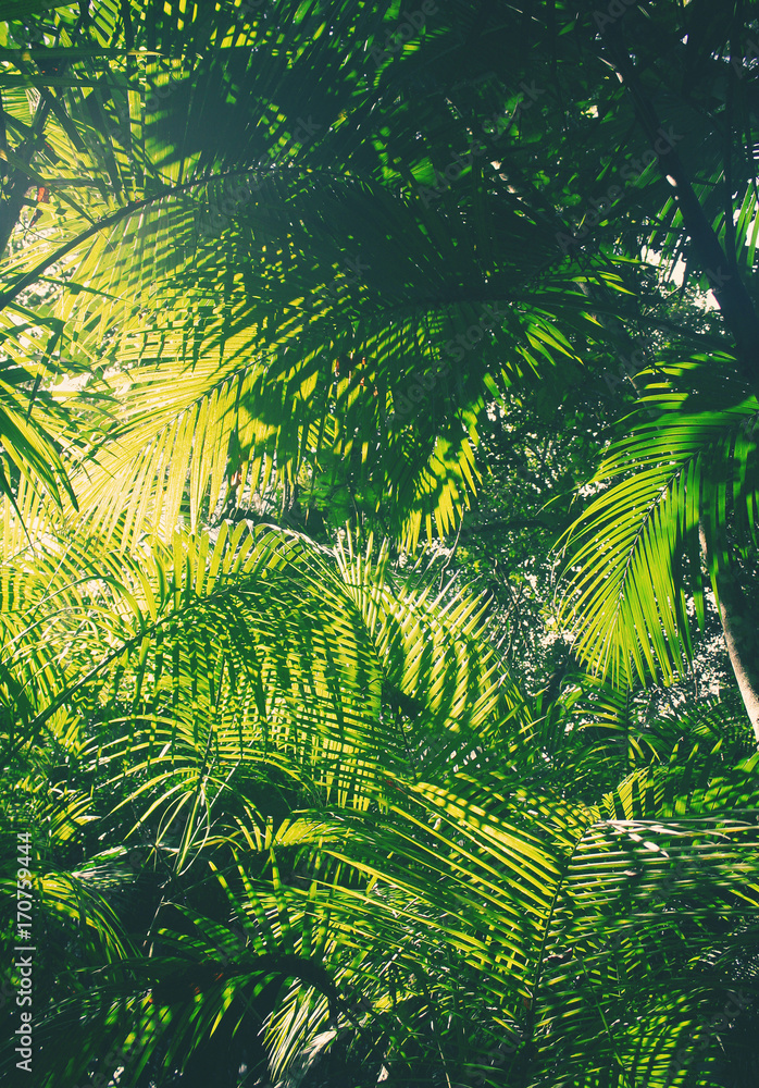 Tropical Tumblr Backgrounds