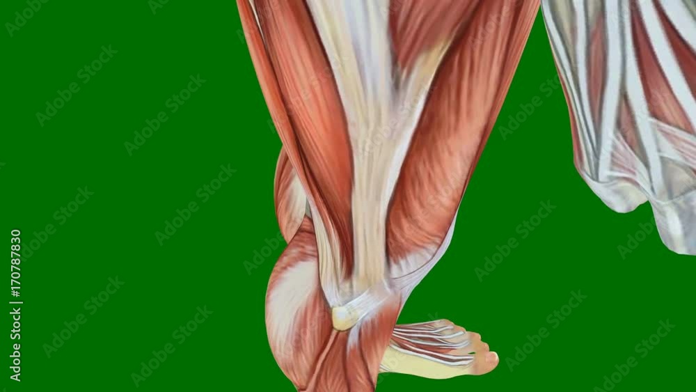 Human Muscular System on Green Background, Female Muscle Model on Green ...
