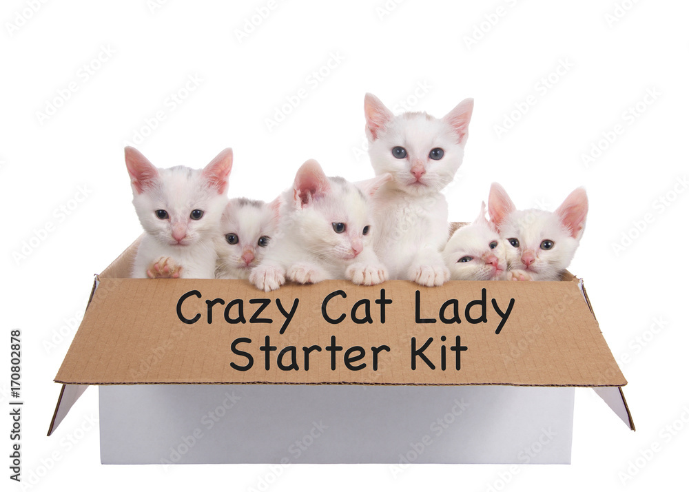 Crazy Cat Lady Starter Kit