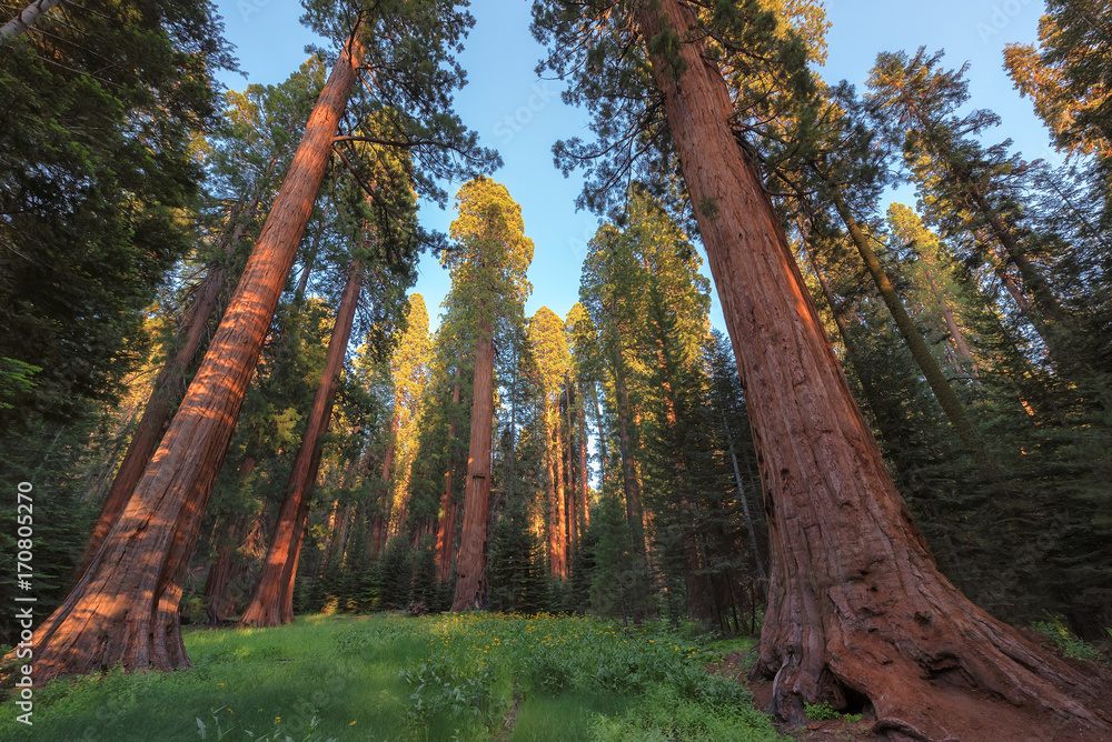 Giant Sequoias Forest. Sequoia National Park in California, Sierra ...