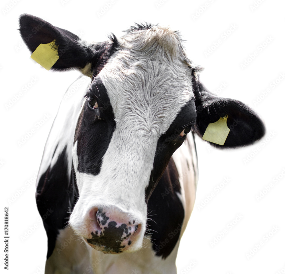 cow isolated Stock Photo | Adobe Stock