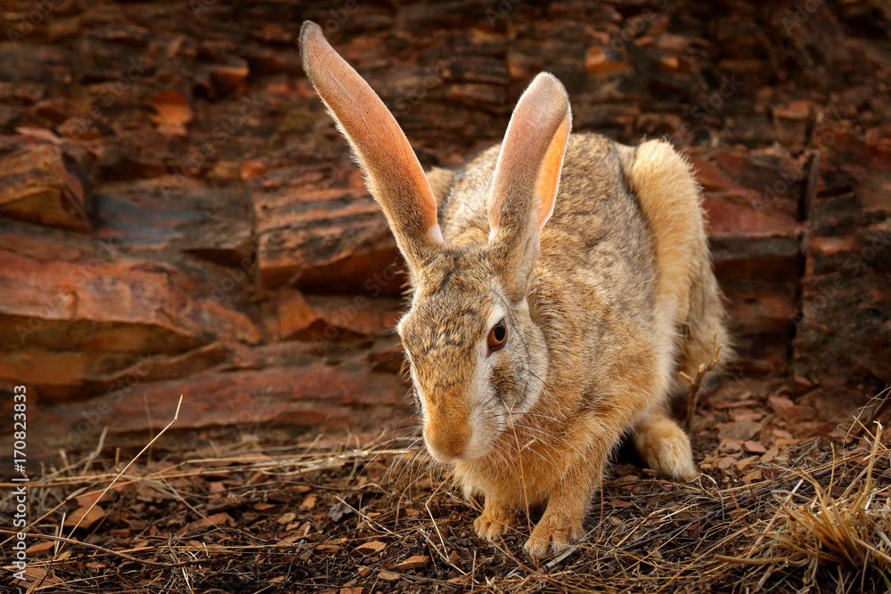 Foto de Indian hare, Lepus nigricollis grazing, Ranthambore national ...