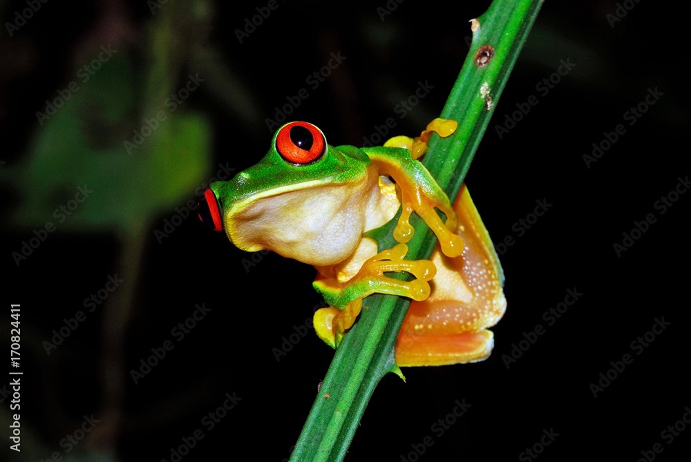 Rana de ojos rojos (Belize) Stock Photo | Adobe Stock