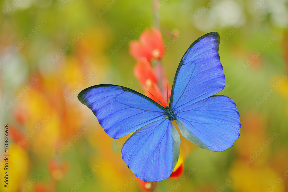 Blue butterfly Morpho didius, the giant blue morpho, sitting on on ...