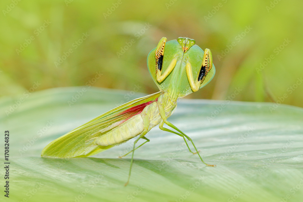 Insect hunter in the nature. Leaf Mantid, Choeradodis rhombicollis ...