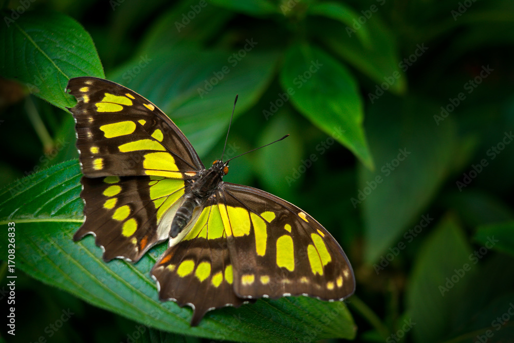 Butterfly in the green forest. Nice insect sitting on the leave ...