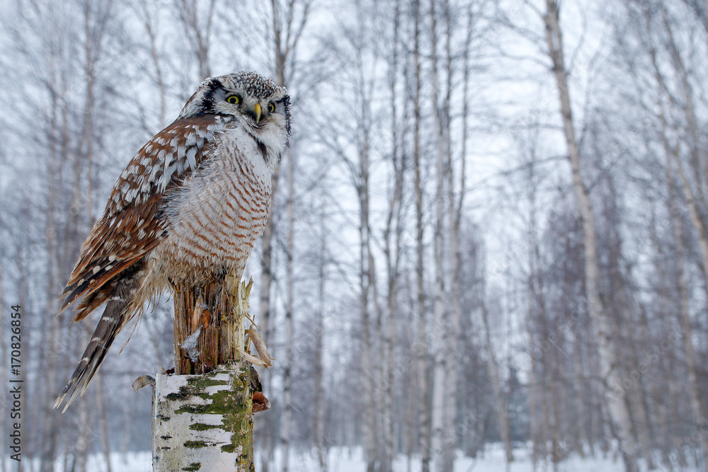 Snowy winter scene with hawk owl, Surnia ulula. Hawk Owl in nature ...