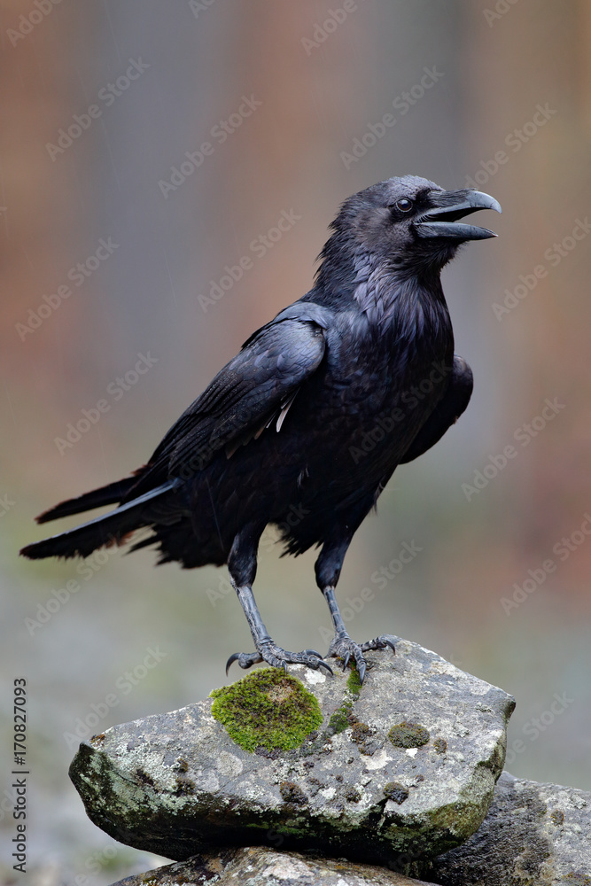 Raven with open beak sitting on the stone. Moose stone with black bird ...