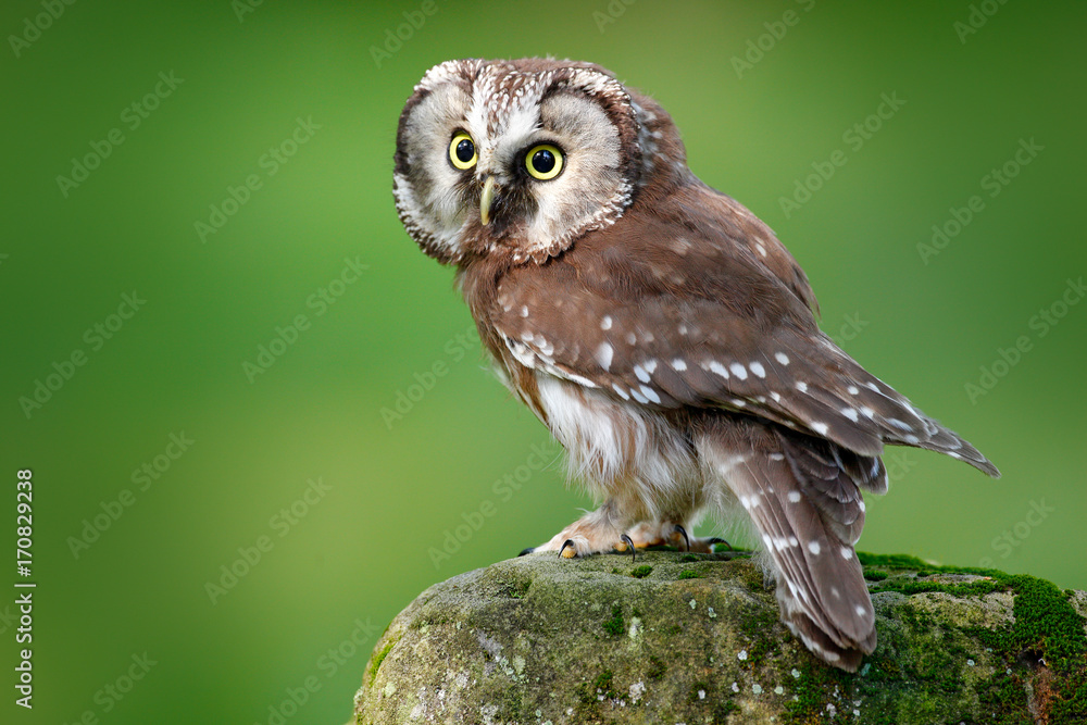 Boreal owl, Aegolius funereus, sitting on larch stone with clear green ...
