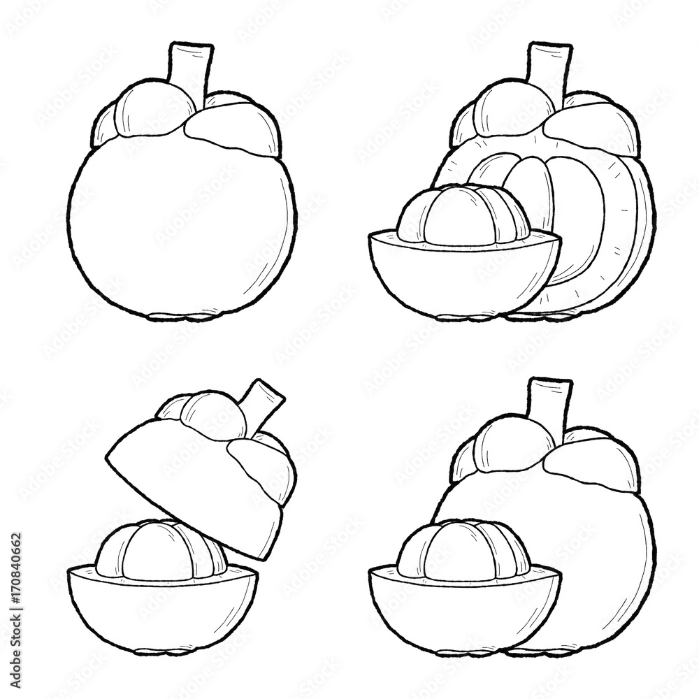 Mangosteen Drawing