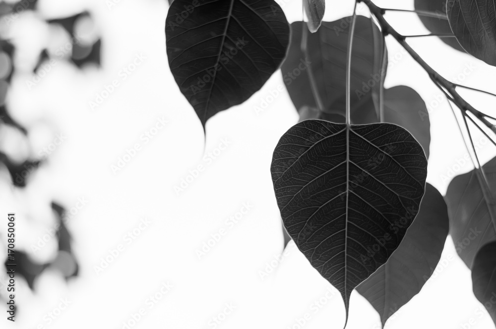 bo tree , bothi tree ,pipal tree leaves background,black and white ...