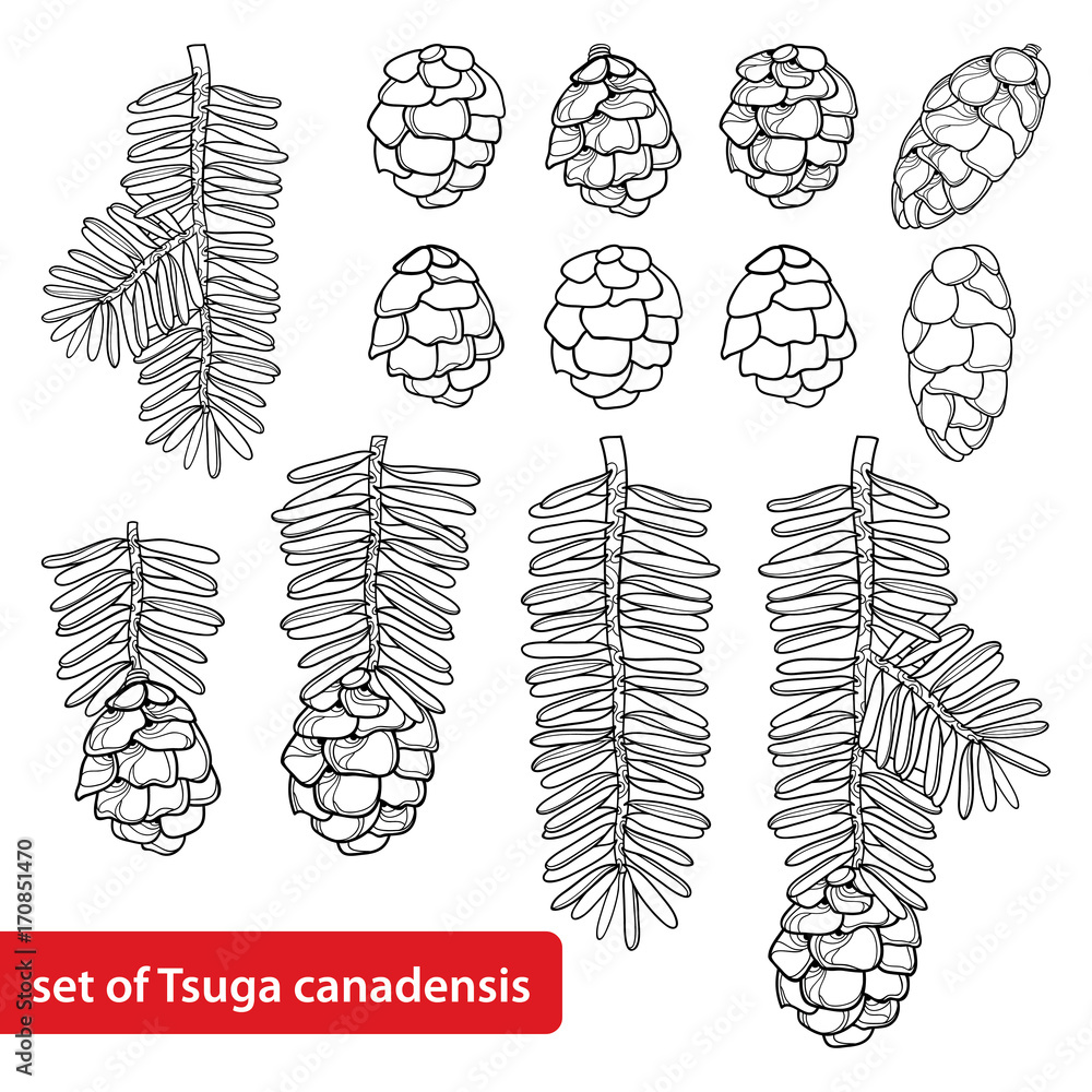 Vector set with outline Tsuga or Canadian hemlock in black isolated on ...