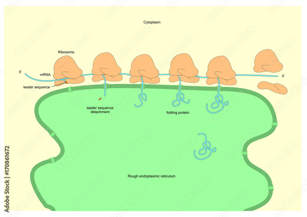 How secretory proteins enter the rough endoplasmic reticulum (RER ...