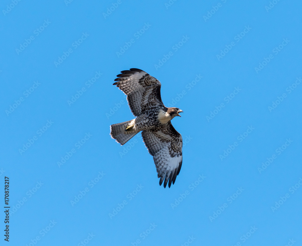 Photo & Art Print Red Tail hawk, William