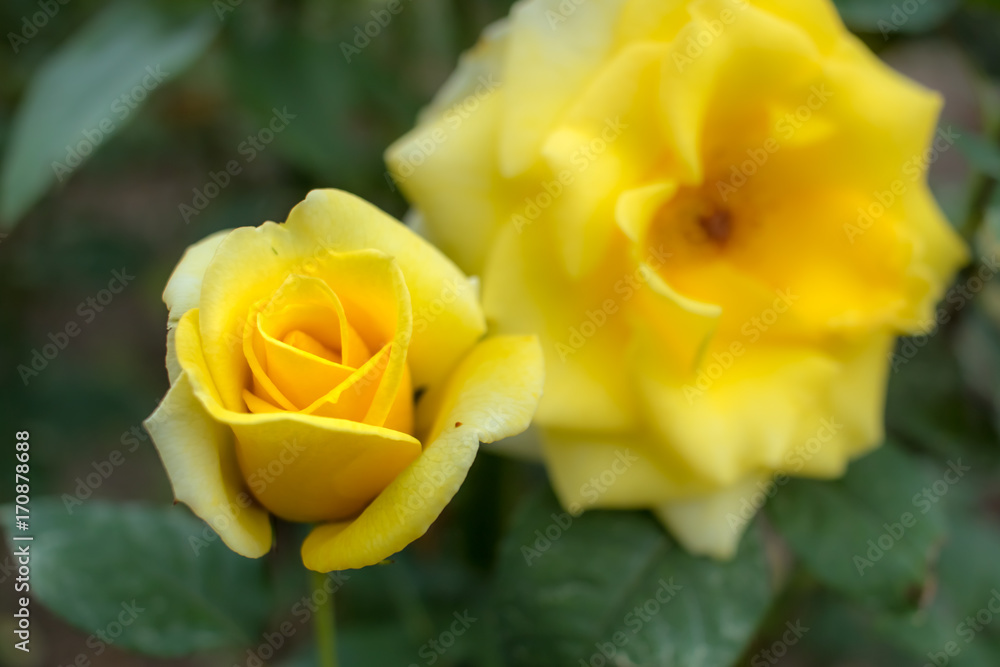 Sun Goddess; Hybrid Tea Rose, Yellow Rose Originally Produced by the ...