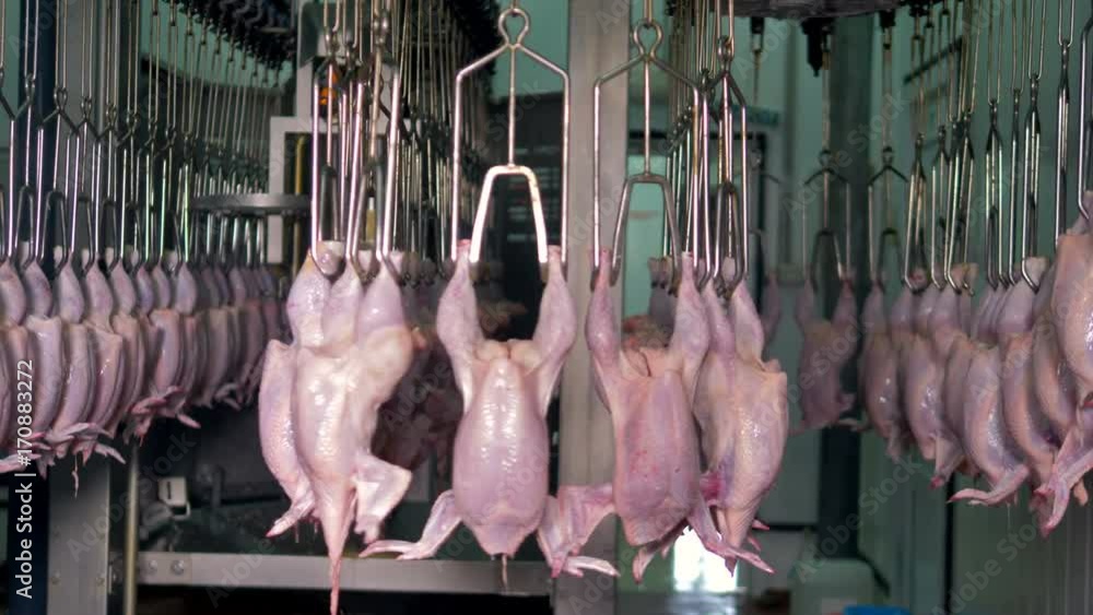 Beheaded and disemboweled chicken carcasses on food factory rails ...