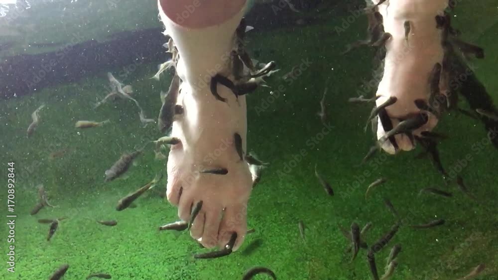 Pedicure fish spa. Rufa garra fish spa treatment. Close up of fish and ...