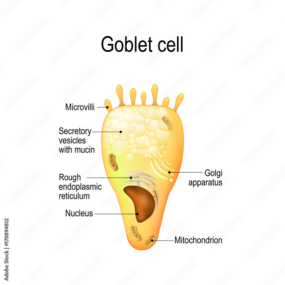 Goblet cell. Structure cell (nucleus and other organelles). Stock ...