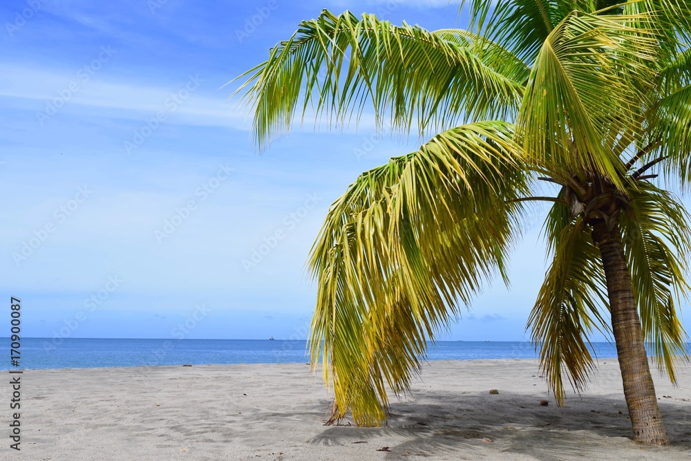 Cocotier sur une plage Antillaise Stock Photo | Adobe Stock