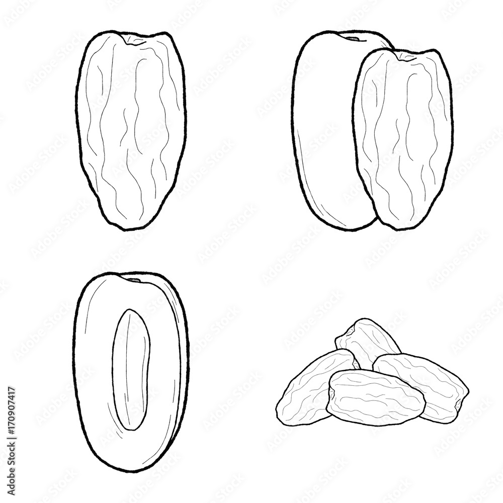 Date Vector Illustration Hand Drawn Fruit Cartoon Art Stock Vector ...