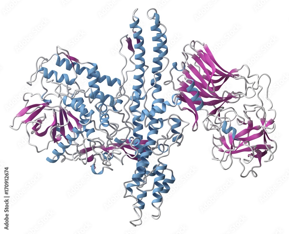 Botulinum toxin molecule, illustration Stock Photo | Adobe Stock
