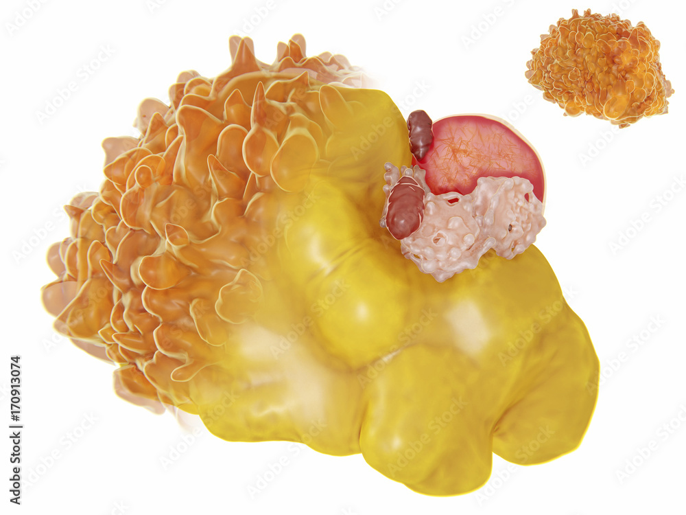 Structure of a fat cell, illustration Stock Photo | Adobe Stock